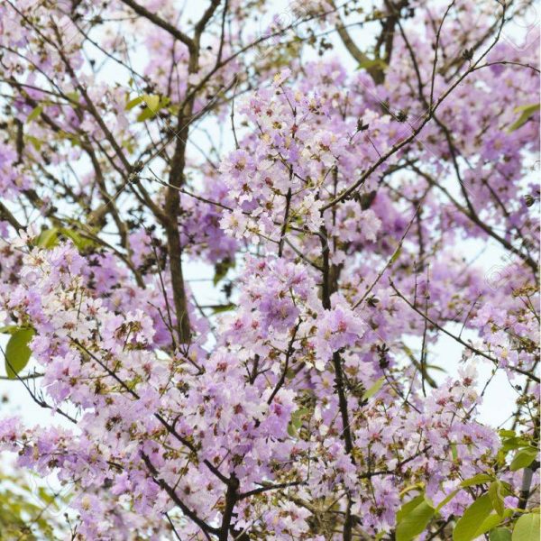 Lagerstroemia Loudonii – Thai Bungor – Plants